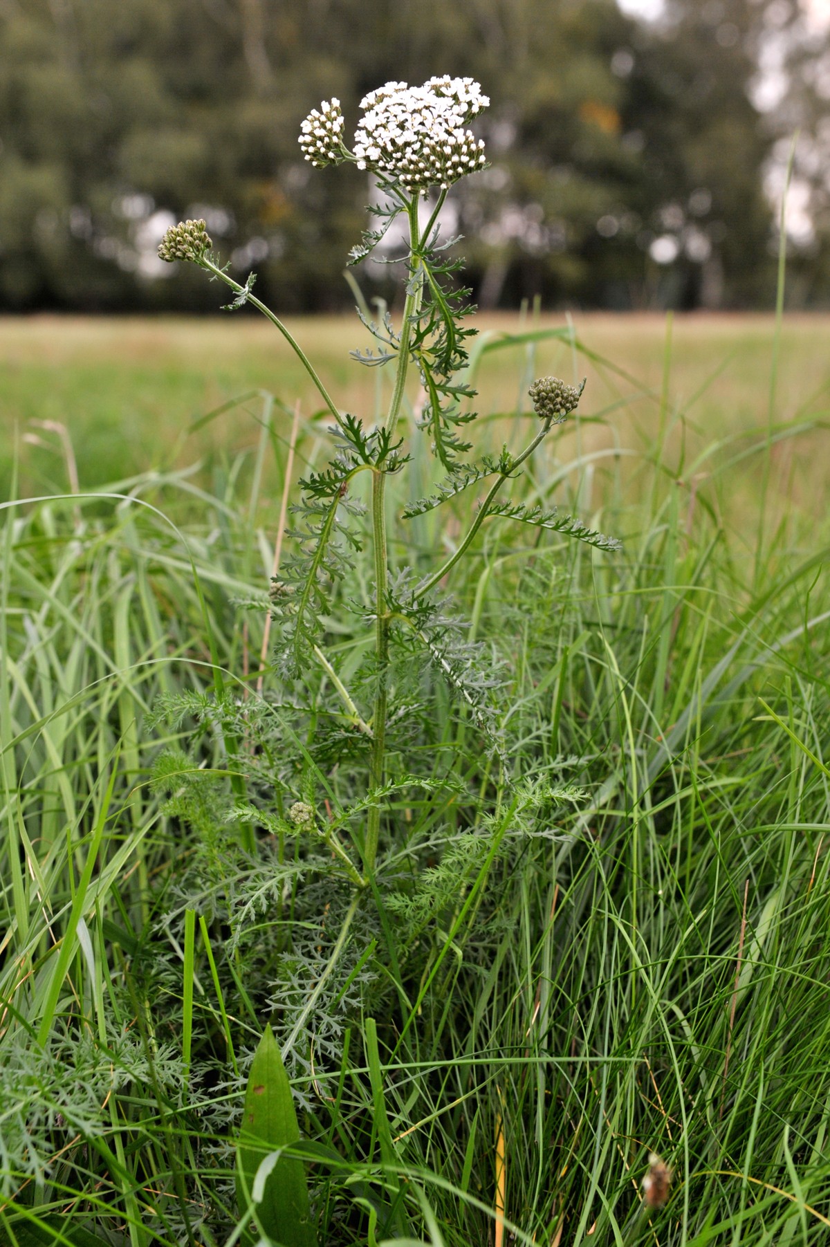Botanikus: Schafgarbe