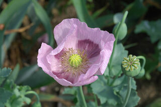 Botanikus: Mohn, Schlaf-