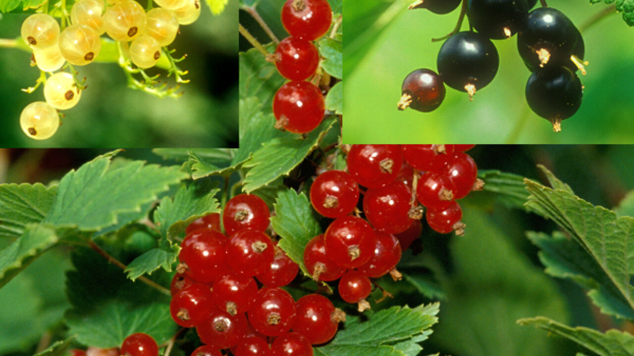 Botanikus: Johannisbeere